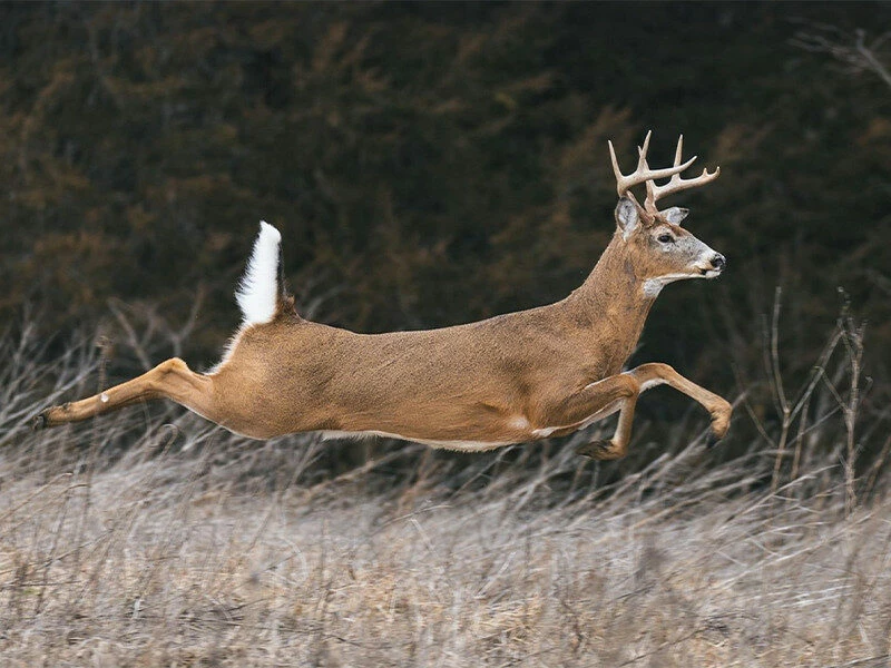 New Changes to Antlerless Deer Hunting Zones in Price County, Wisconsin ...