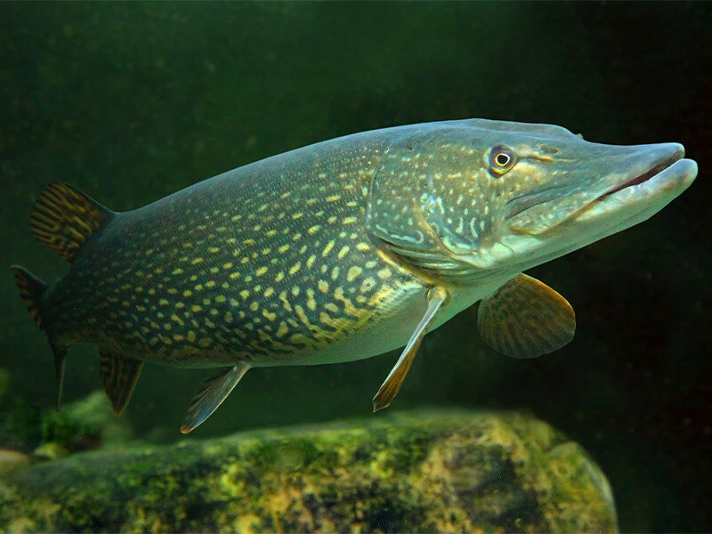 Northern pike are on the move in Price County Lakes - Enjoy Price ...